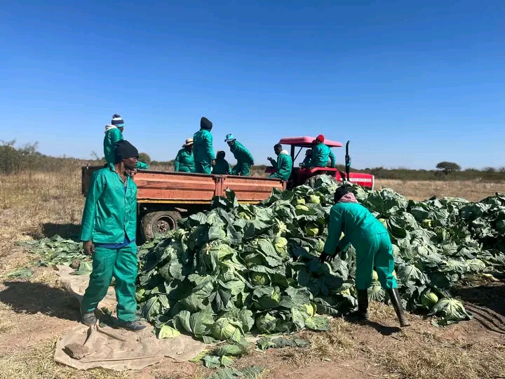 Muntshwa a Lwisa Ndlala hi Vurimi | TITIMULENI NTHAVELA