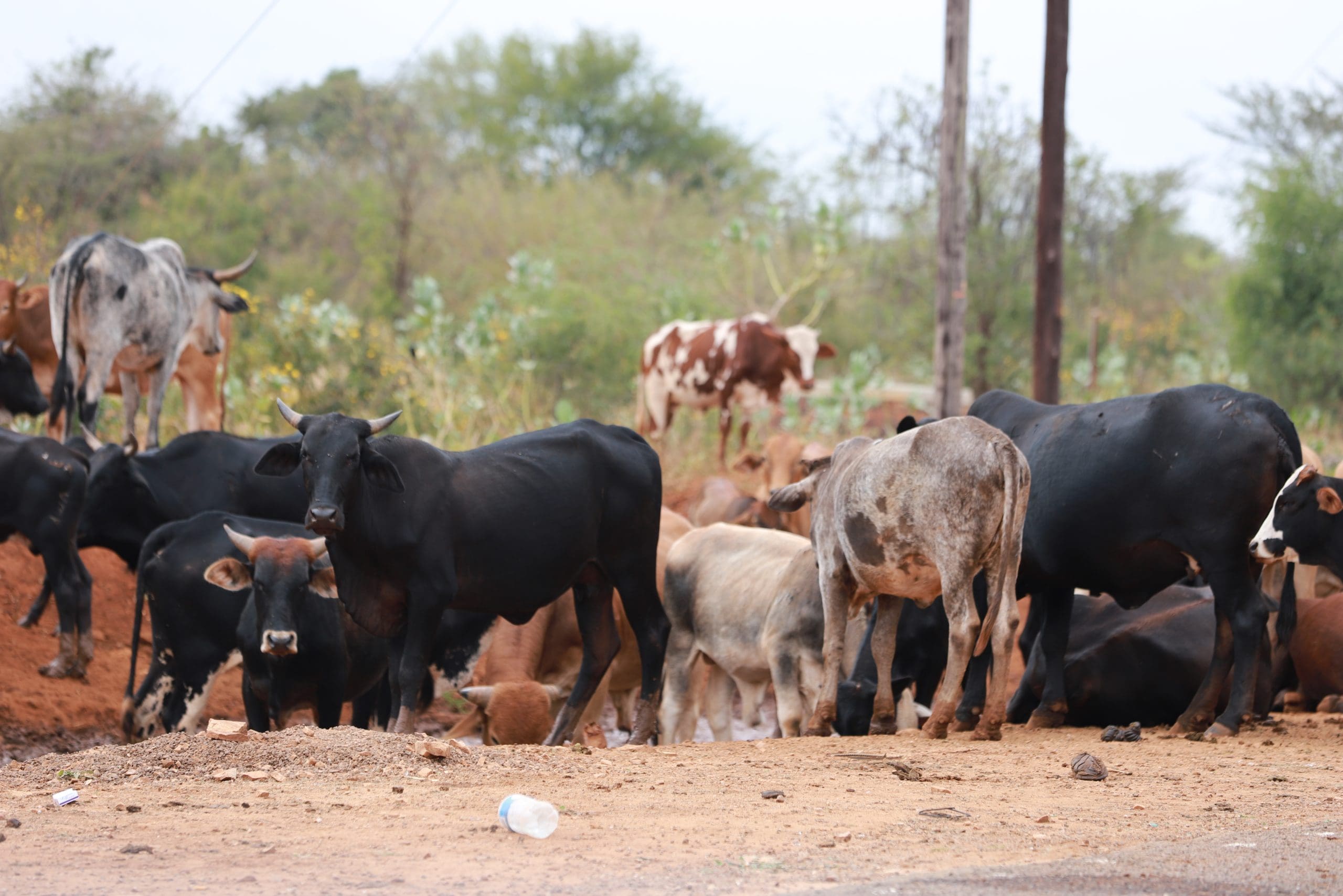 VAHLAPFA VA KHOMERIWA KU YIVA SWIFUWO | TITIMULENI NTHAVELA